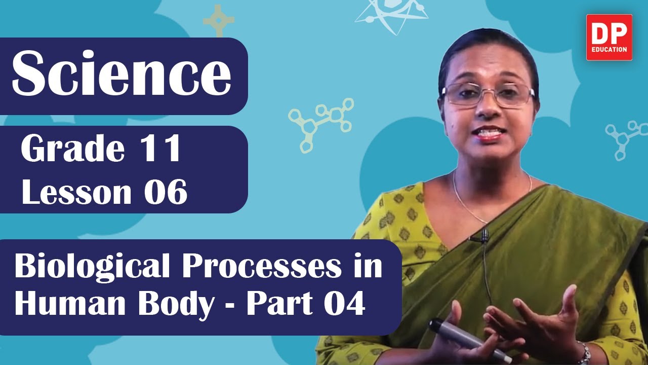 Lesson 06 - Biological Processes in Human Body (Part 04) | Grade 11 ...