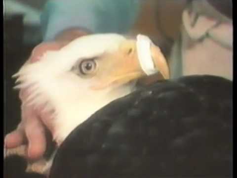 The Don Mccune Library North Cascades Eagle Recovery - YouTube