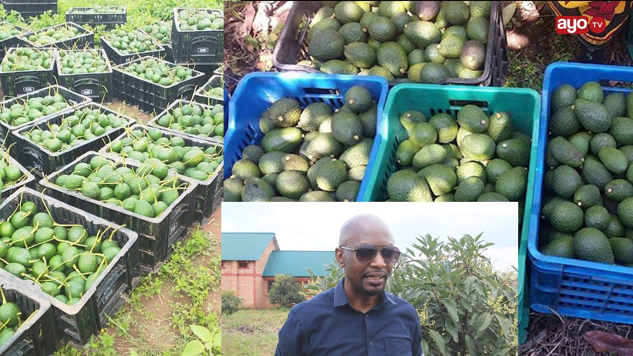 MTANZANIA MILIONEA MWENYE MASHAMBA MAKUBWA YA PARACHICHI, ASIMULIA ...