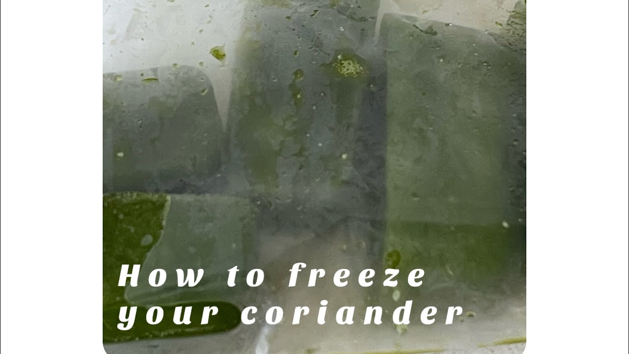 How to Freeze Coriander | How to Freeze & Store Coriander | ہرادھنیا ...