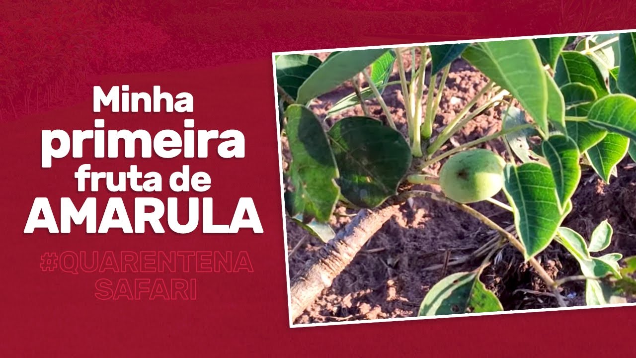 Sem querer, querendo, encontro minha primeira Amarula, fruta que faz ...