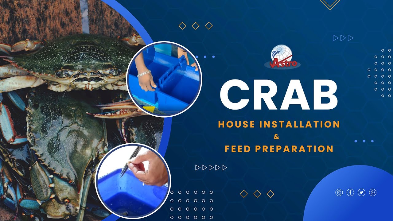 Crab House Installation & Feed Preparation - YouTube