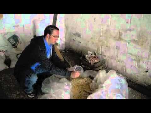 Joseph Uses a Corn Cob to Peal Kernels - YouTube