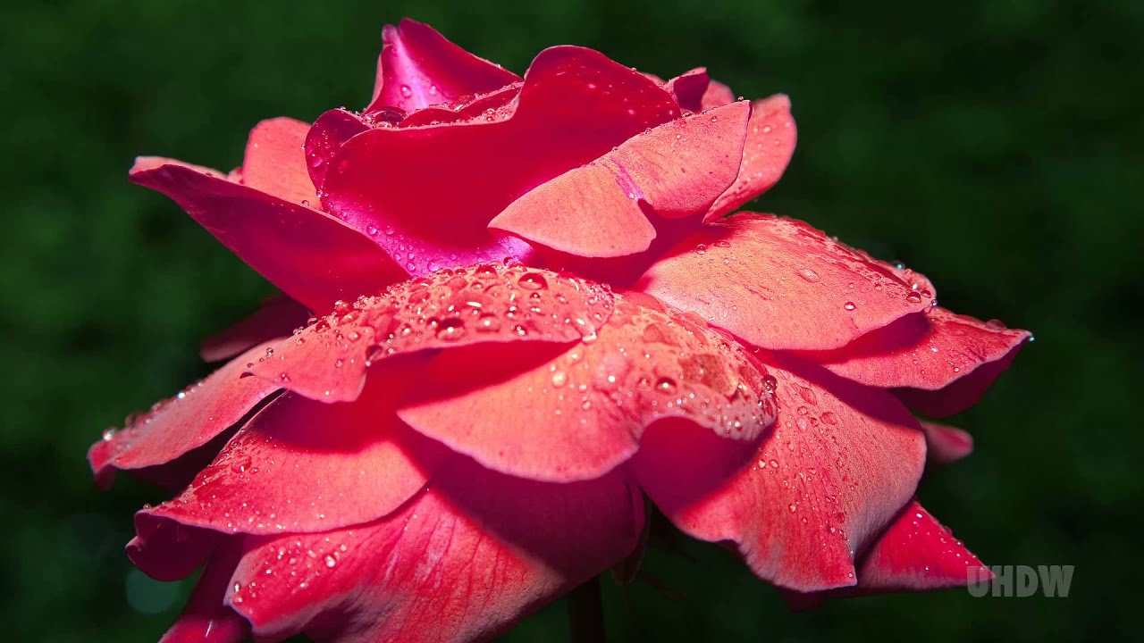 Flowers 4k UHD (3840 x 2160 pixel resolution) - YouTube