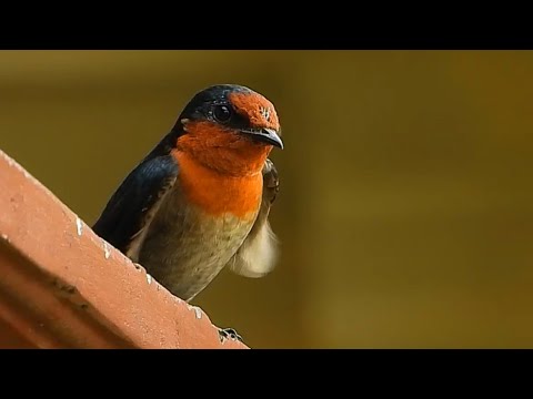Relaxation with Beautiful Bird - Nikon p1000 zoom sample video ...