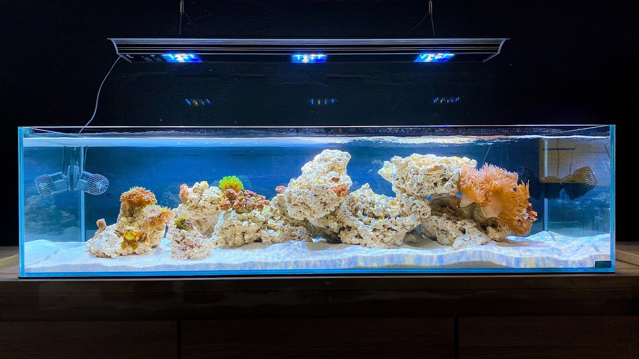 Unboxing Coral Frags for Shallow Coral Reef Tank - YouTube