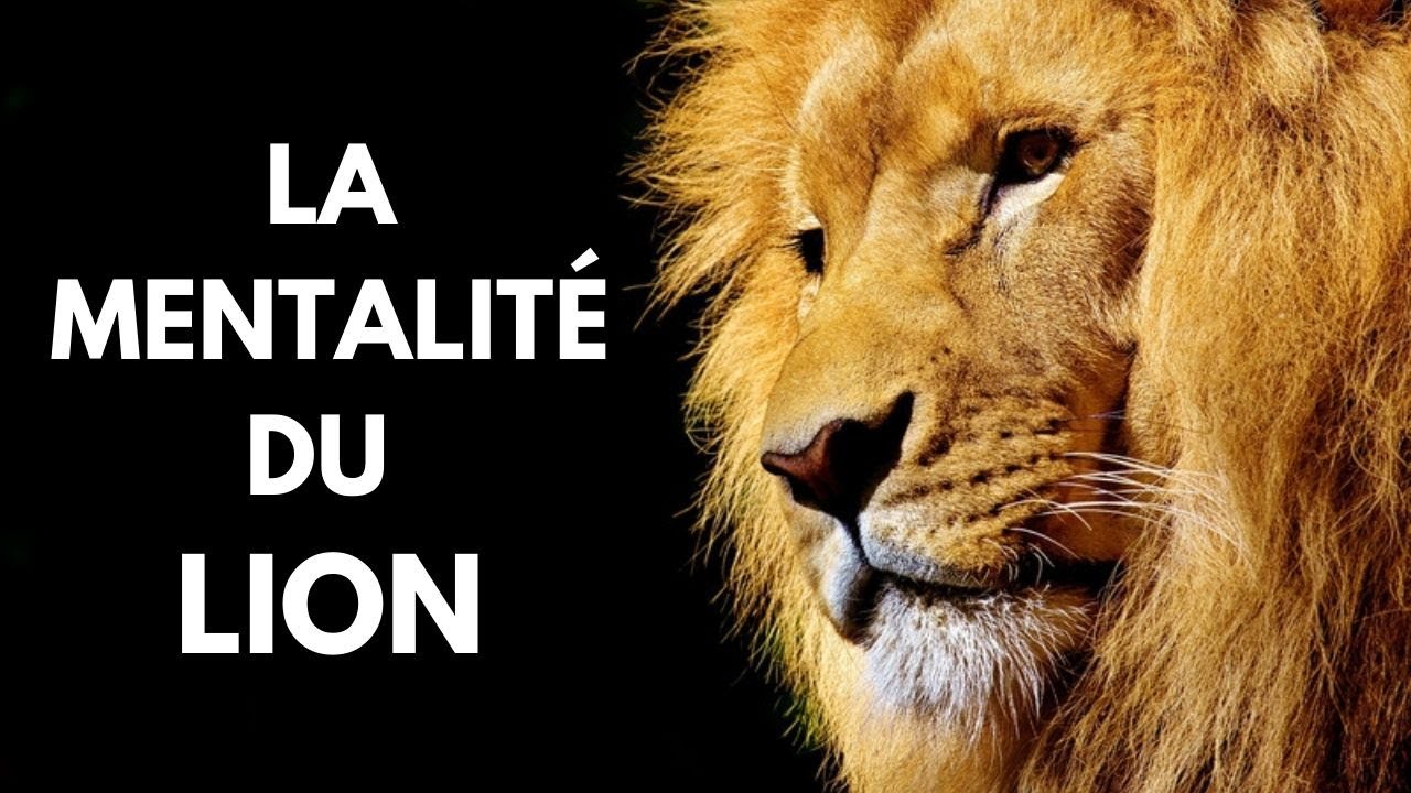 La Mentalité du Lion (motivation et inspiration) | L'attitude de ...