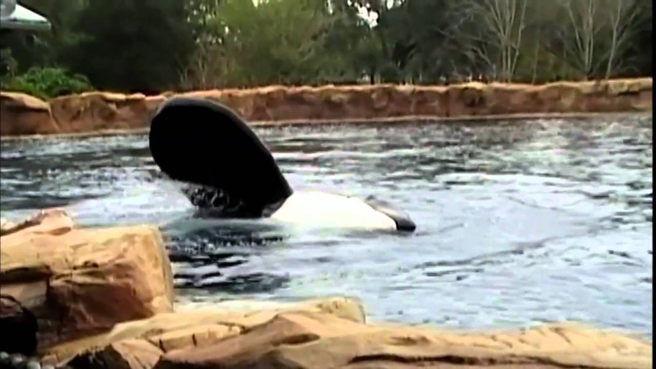 Blackfish - Official Trailer - YouTube