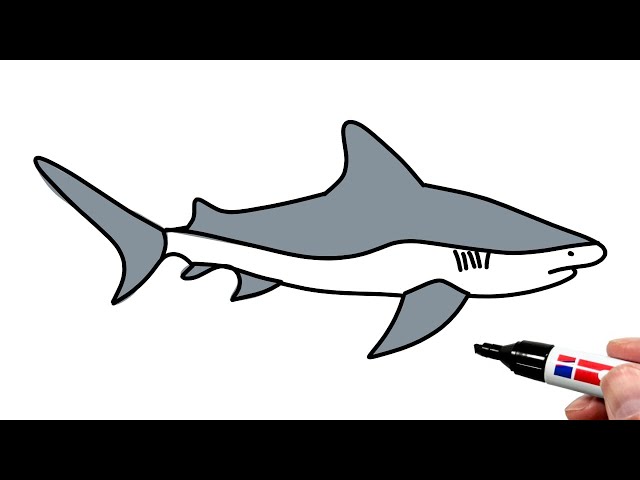 How To Draw A Bull Shark Step 10 Shade