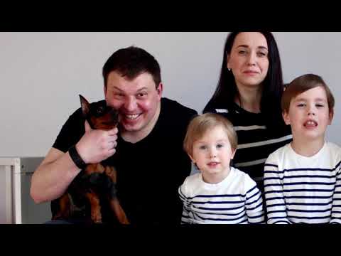 Цвергпинчер (карликовый пинчер)