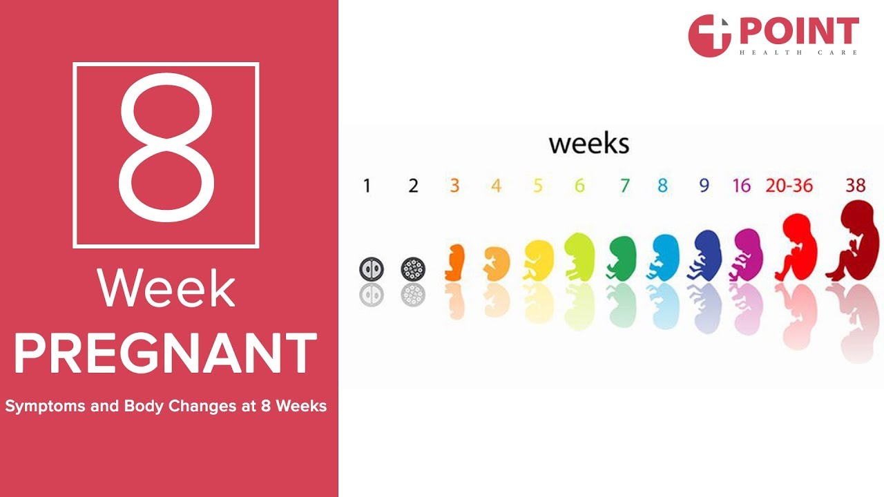 Week Pregnant | 8 Weeks Pregnant Symptoms | 8 Weeks Pregnant Baby Size ...