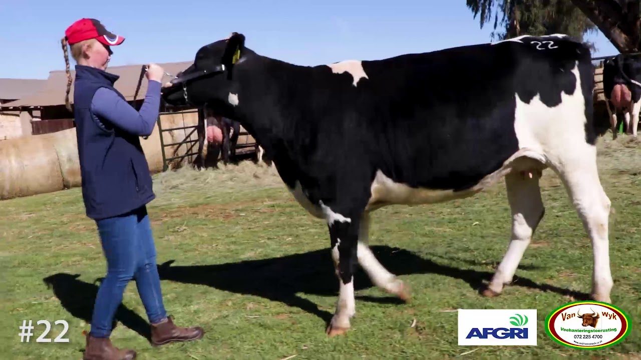 Ede Farming Holstein Production Auction - Lot Videos Group 6 - YouTube