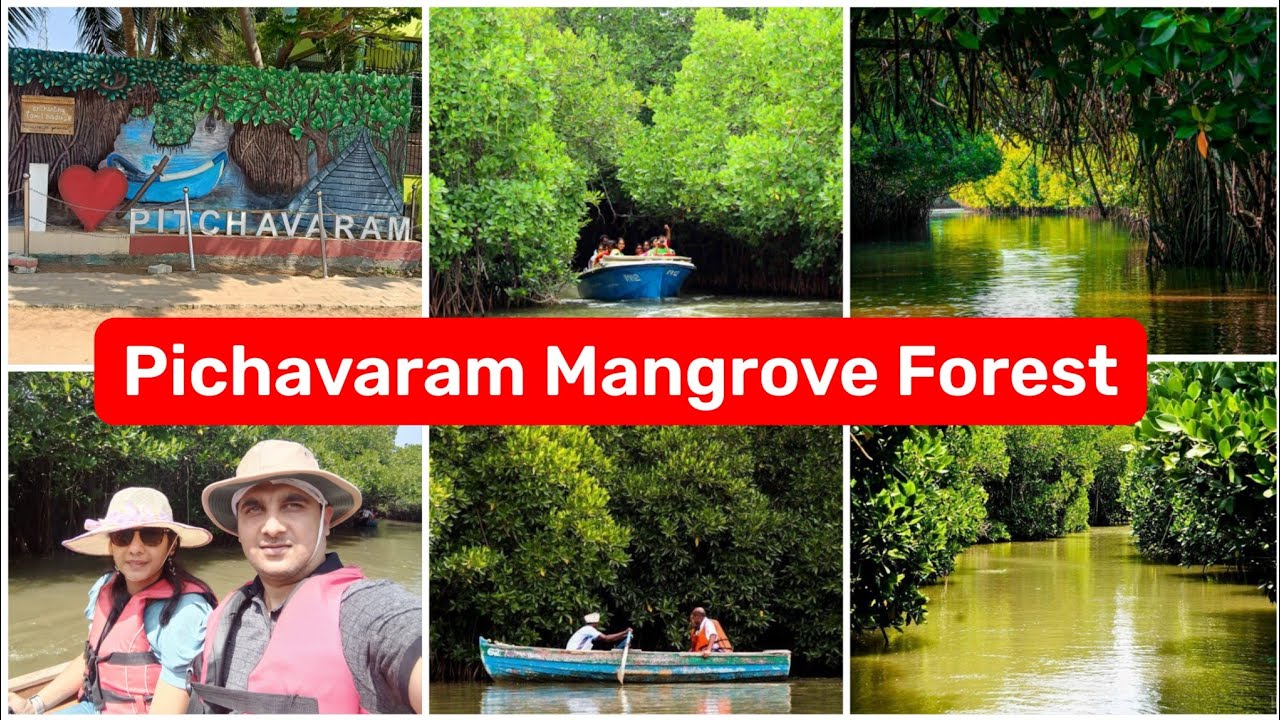 Pichavaram Mangrove Forest full tour | World's 2nd Largest Mangrove ...