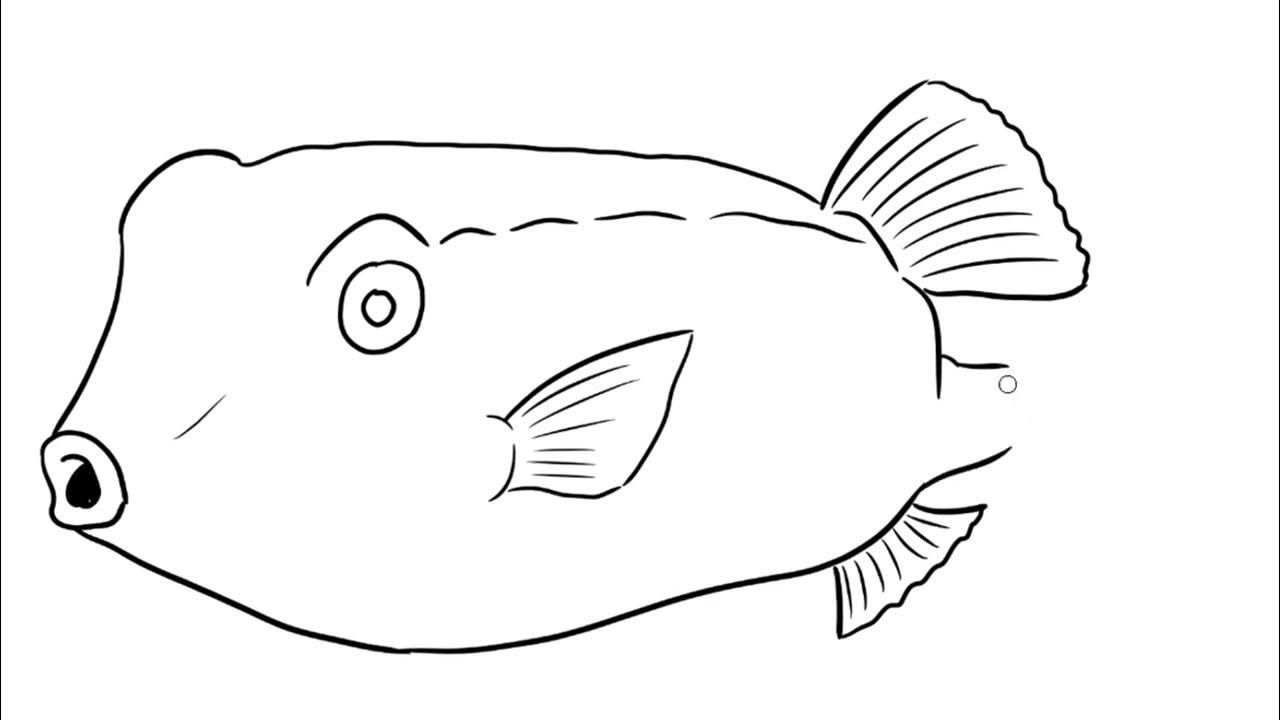 How to Draw Boxfish - YouTube