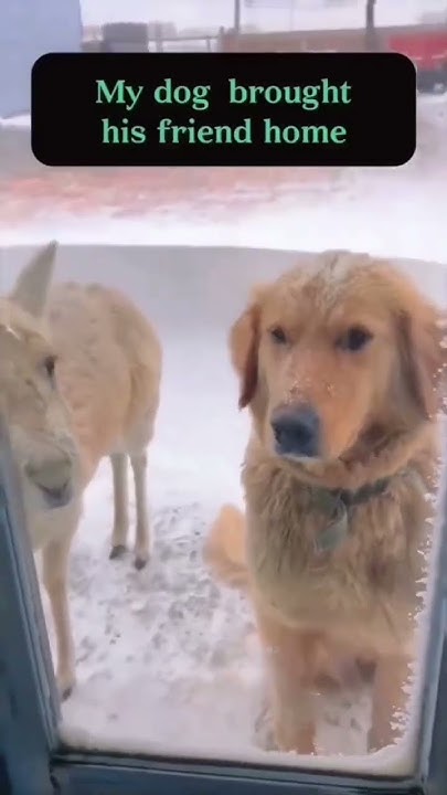 My Dog, The Peacemaker: Spreading Love to All Animals #shorts # ...