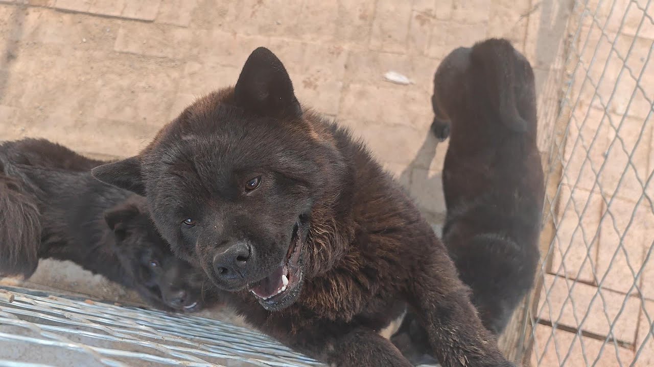 Chinese Field Spaniel Five Black Dog - YouTube