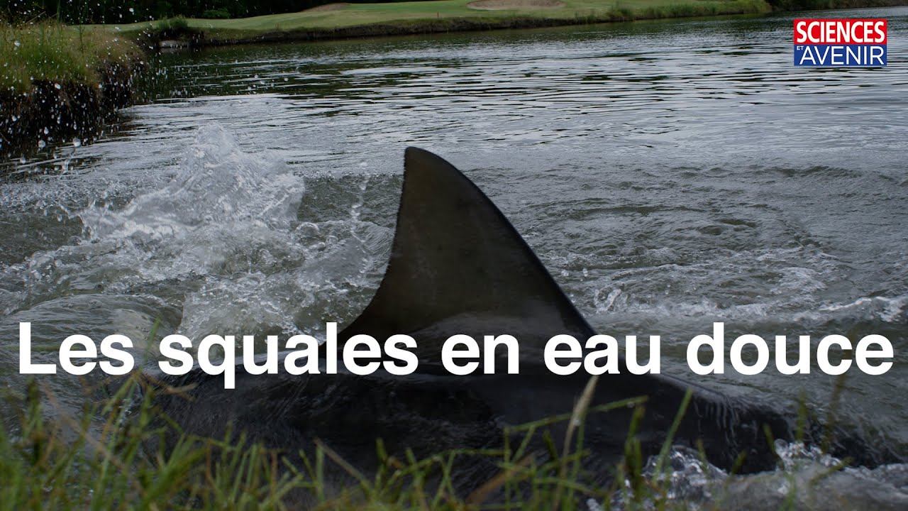 Les squales en eau douce - YouTube