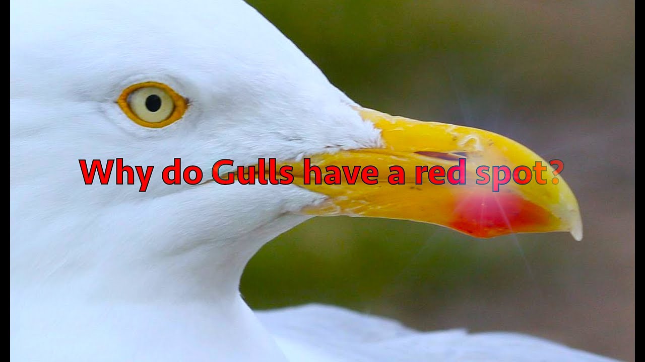 Mystery of seagull red spot revealed - YouTube
