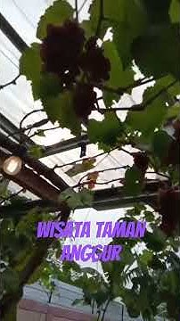 Wisata Taman anggur - YouTube