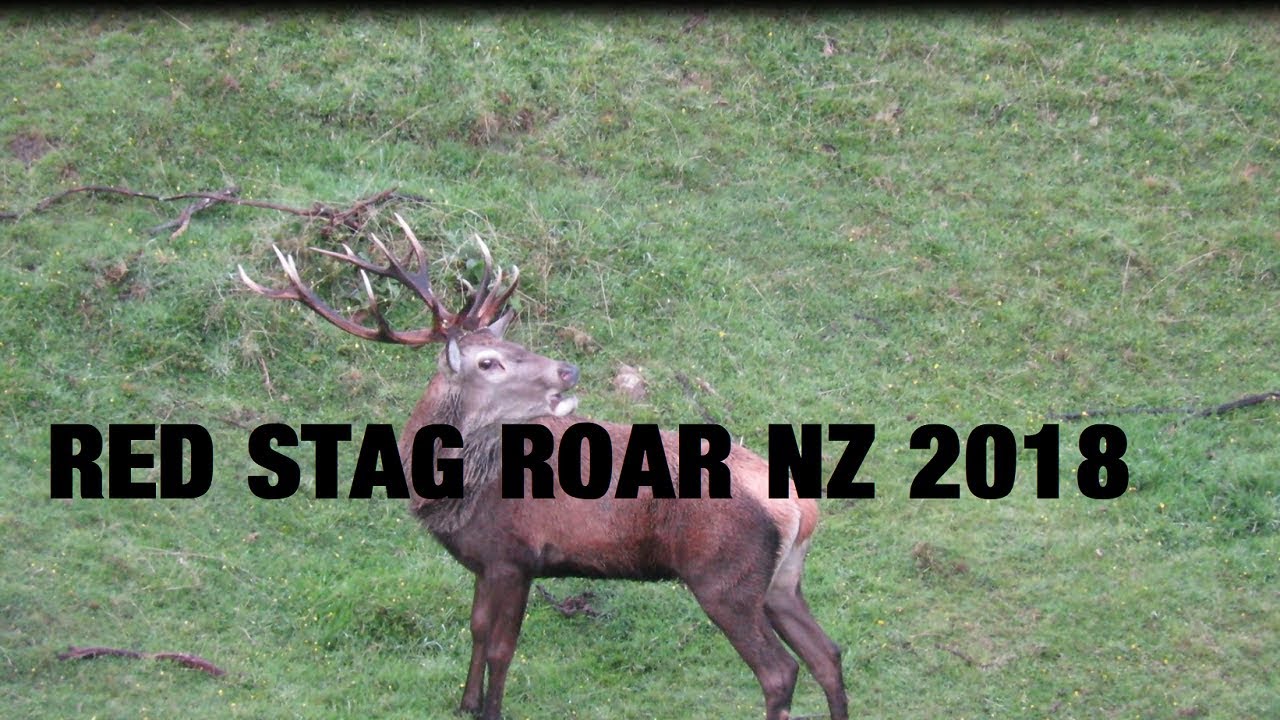 RED STAG ROAR NZ 2018 - YouTube