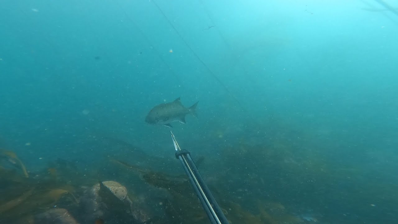 Onrus spearfishing. Galjoen, hotnotsvis and crayfishing - YouTube
