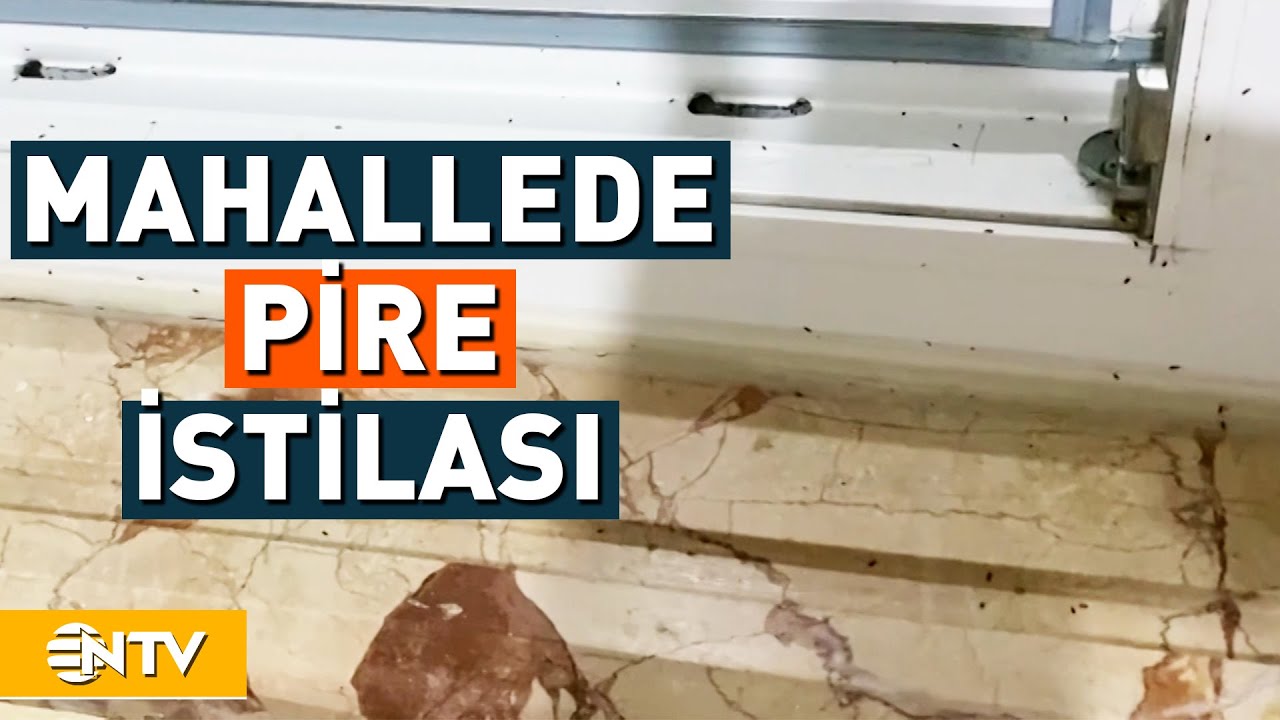 Sokakları ve Evleri Pireler Bastı | NTV - YouTube