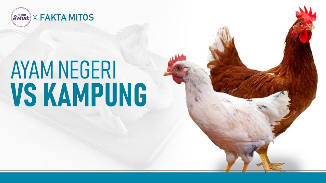 Perbandingan Nutrisi Ayam Kampung Dengan Ayam Negeri | Hidup Sehat ...
