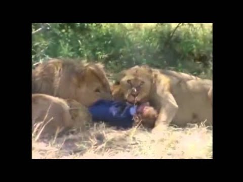 Familia casi devorada por leones