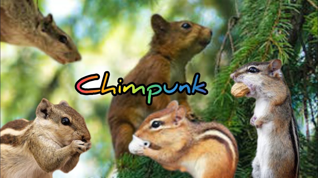Funny Chimpunk!!! - YouTube