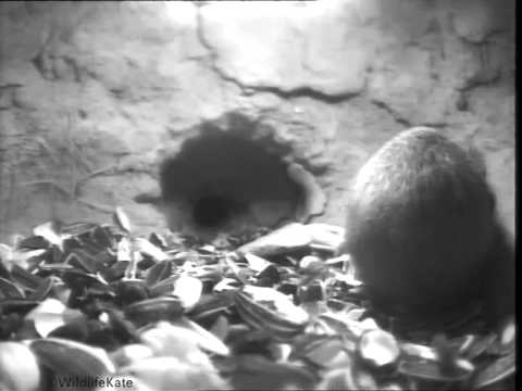 Vole & Mouse Fight 27th Jan '14