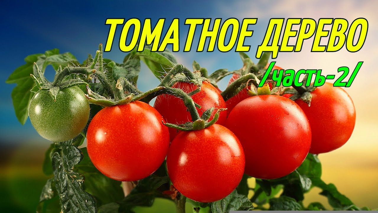 Томатное дерево (часть-2). Продолжаем выращивать Томатное дерево - YouTube