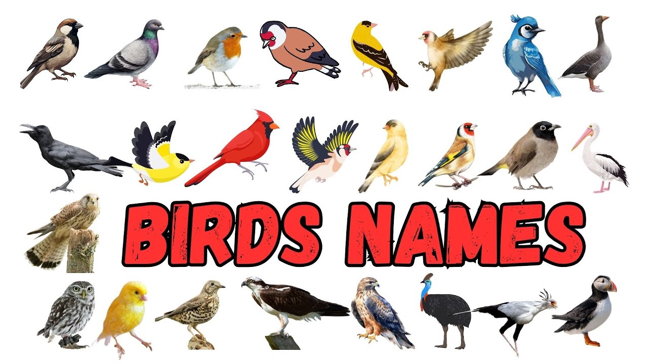 Learn Birds Names for Kids | Birds Name with pictures - YouTube