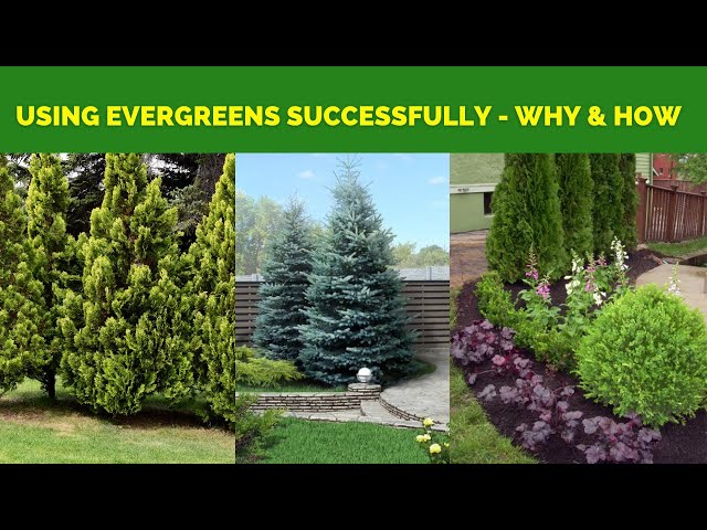 Evergreen Landscaping Wi LESSON 4 | Evergreen Textures & Foliage