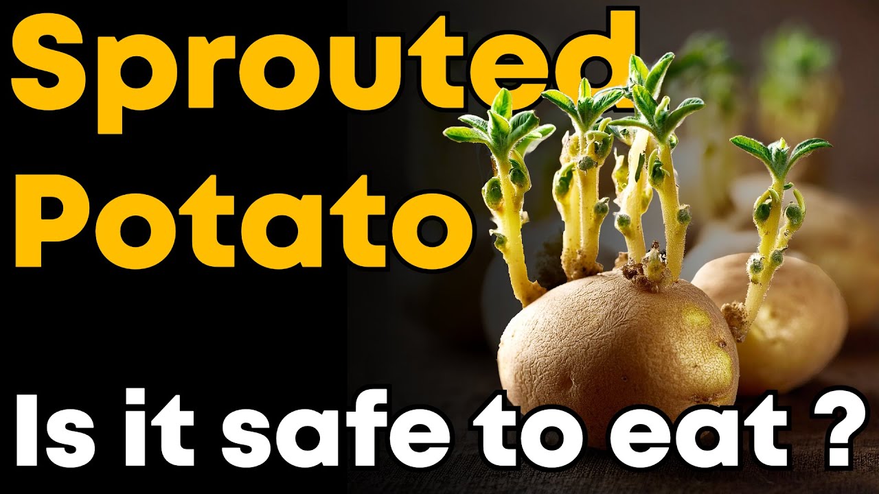 The Truth About Sprouted Potatoes: What You Need To Know! 🥔 - YouTube