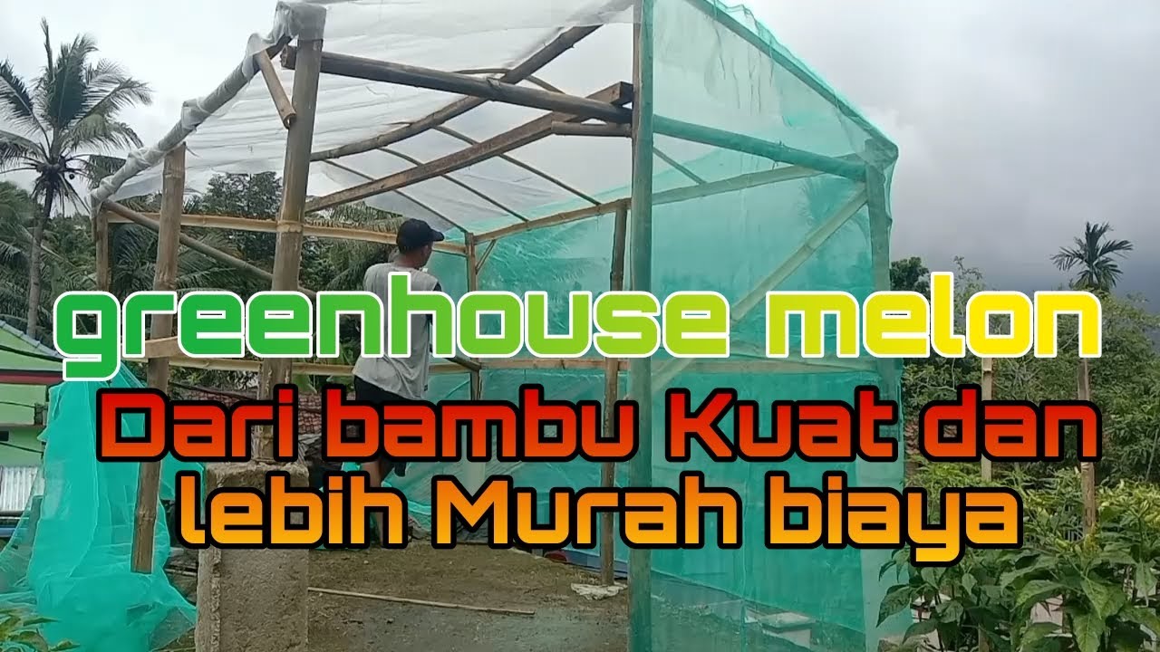 GREENHOUSE MELON DARI BAMBU ‼️ PART 2 Pemasangan plastik UV dan screen ...
