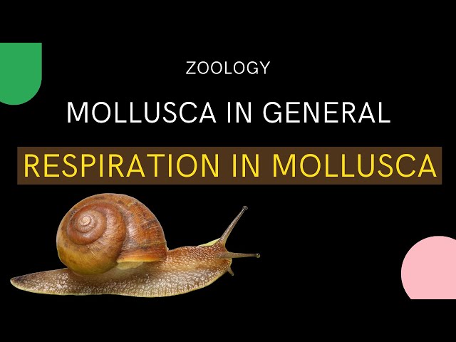 Mollusca Nervous System