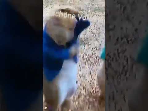 Video Eine Schne Vorosterzeit