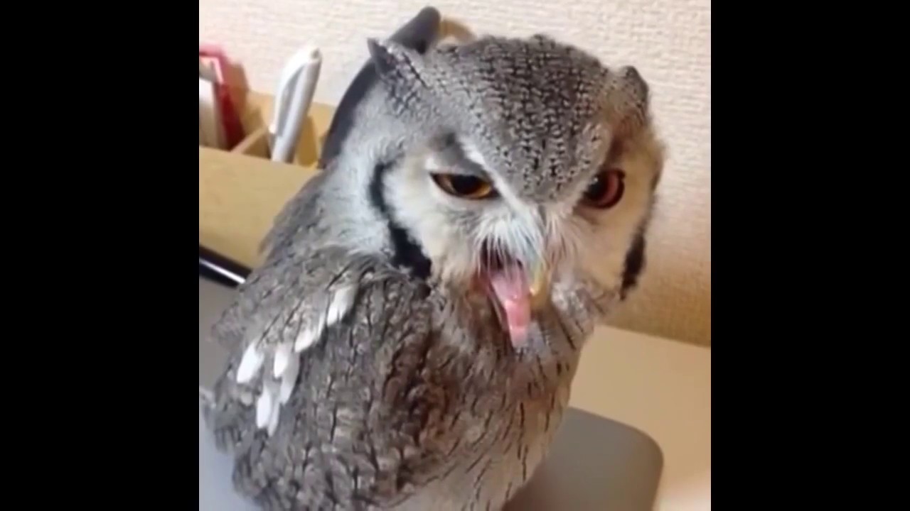 ANIMAL VOICE OVER VINES - YouTube