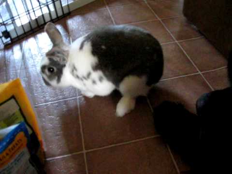 Newfoundland and Rabbit eat Treats - YouTube