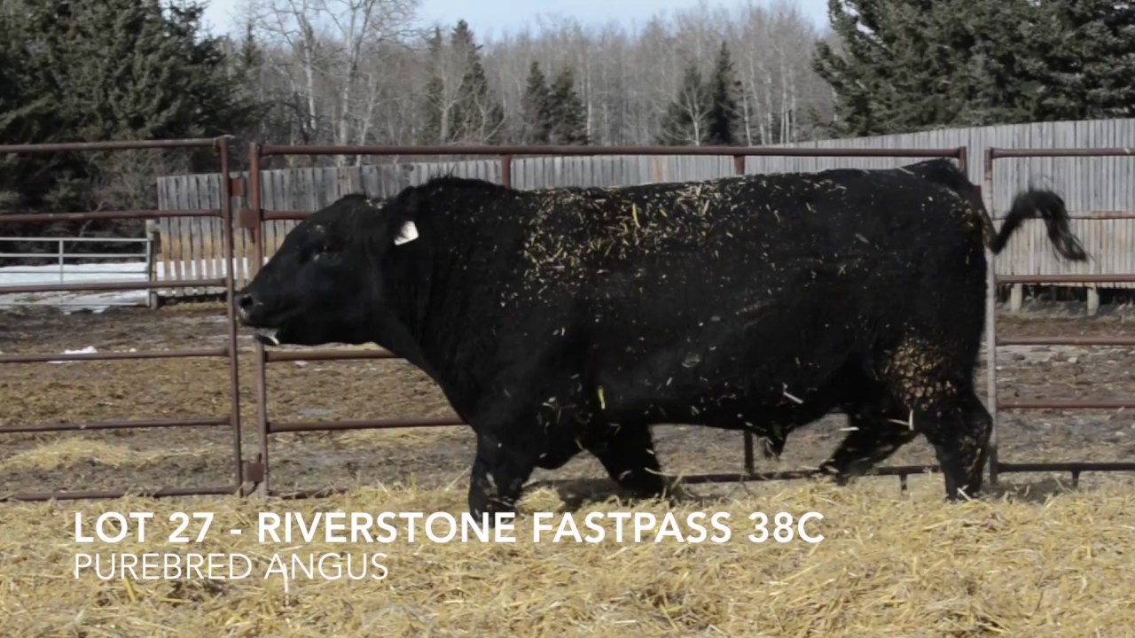 Lot 27 - Riverstone Fastpass 38C - Angus - YouTube