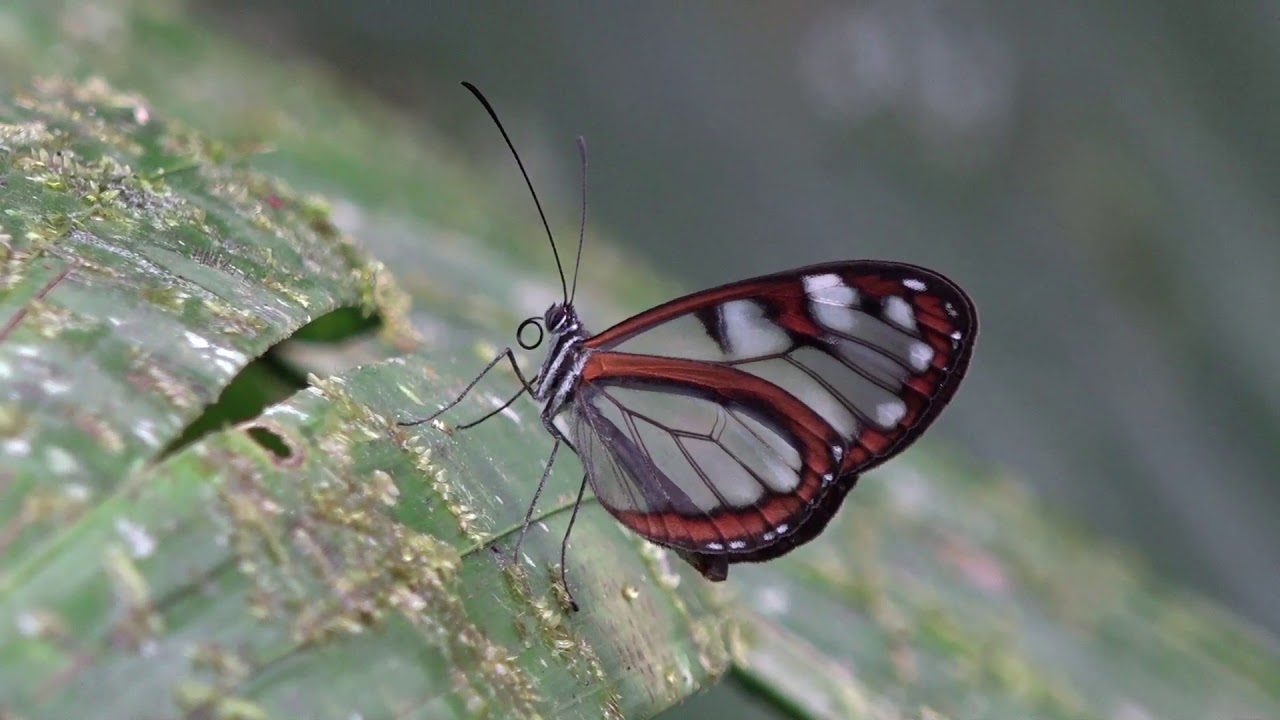 Glass-winged Butterflies - YouTube