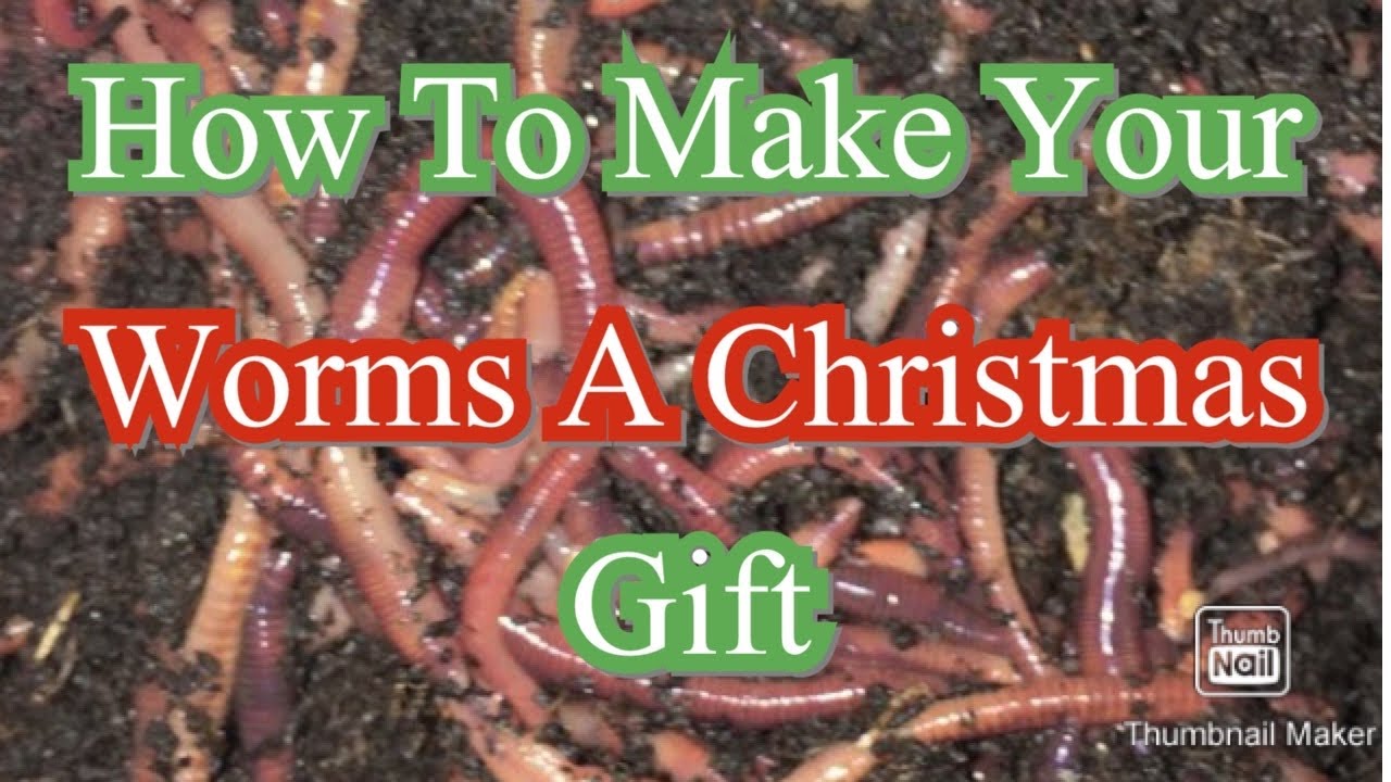 Giving my worms a Christmas gift #worms #gardening #composting worms ...