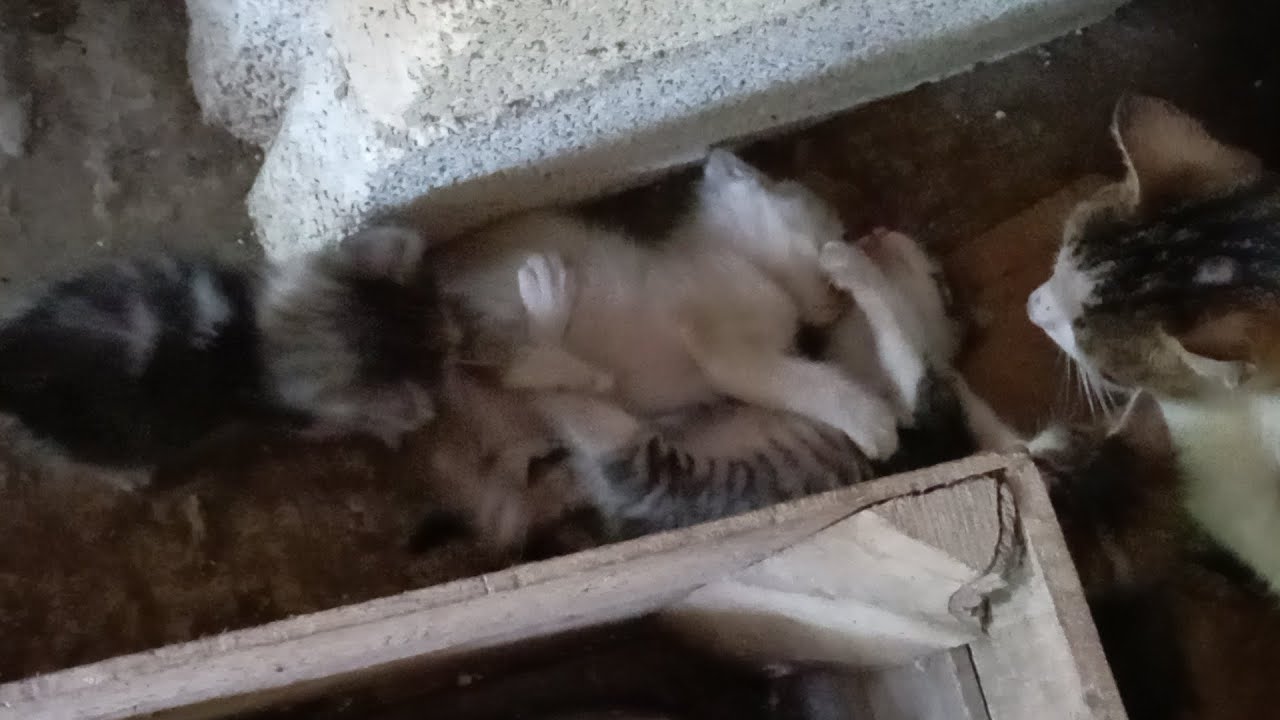 Baby cat Fight between them🤣🤣🤣 - YouTube