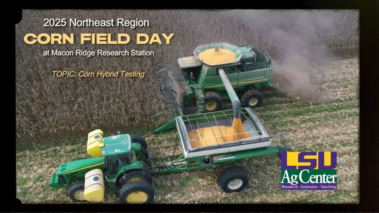 2025 Corn Field Day at Macon Ridge Research Station: Corn Hybrid Trials ...