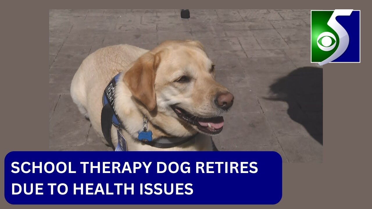 High school therapy dog retires due to health issues - YouTube