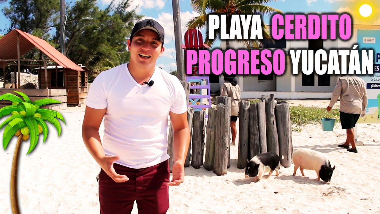 PIG BEACH MÉRIDA YUCATÁN MÉXICO - YouTube