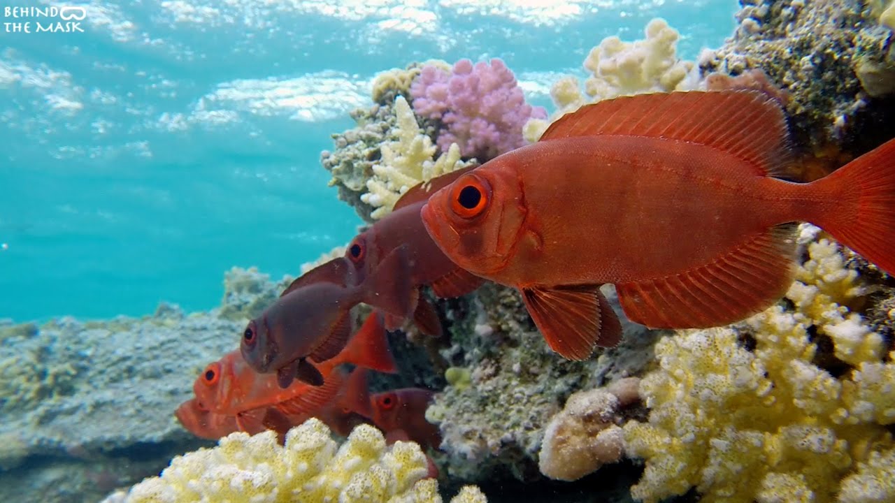 Bigeye Fish (Priacanthus blochii) - YouTube