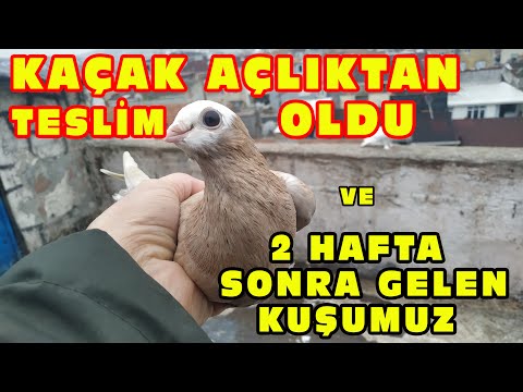 YAĞMURLA GELEN KAÇAK BASKA AÇLIĞA YENİK DÜŞTÜ
