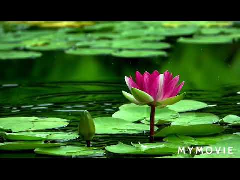 beautiful lotus flower and #whatsapp status video #with song for ever