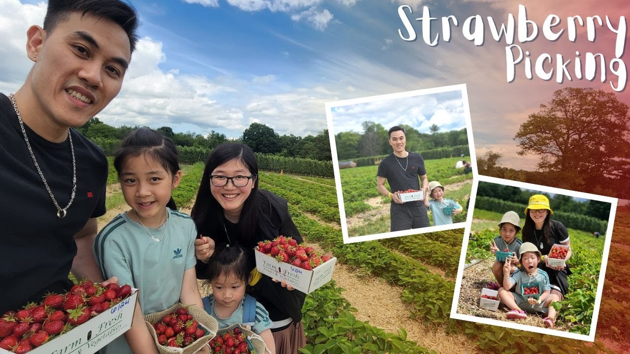 Strawberry Picking at Tougas Family Farm - YouTube